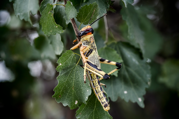 Desert locust outbreak highlights gaps in risk governance | Good ...