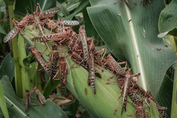 New breeding swarms of desert locusts pose major threat to food ...