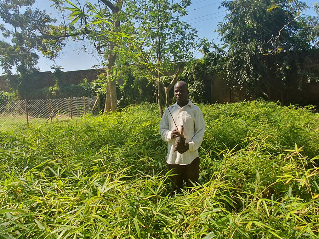 Bamboo plays an important role in regenerating East African ...