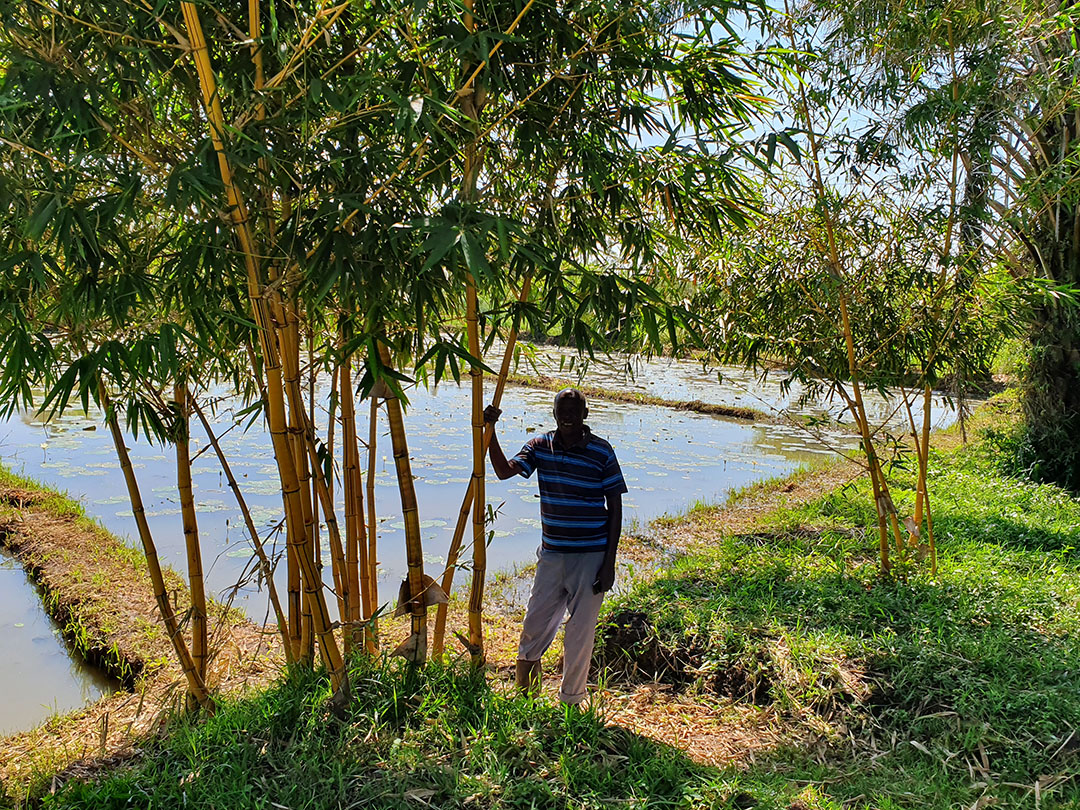 Bamboo plays an important role in regenerating East African ...