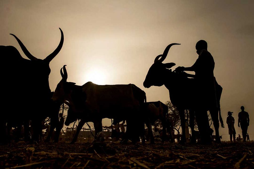 Land conflicts in Ghana: Are cattle ranches part of the problem? | Good ...
