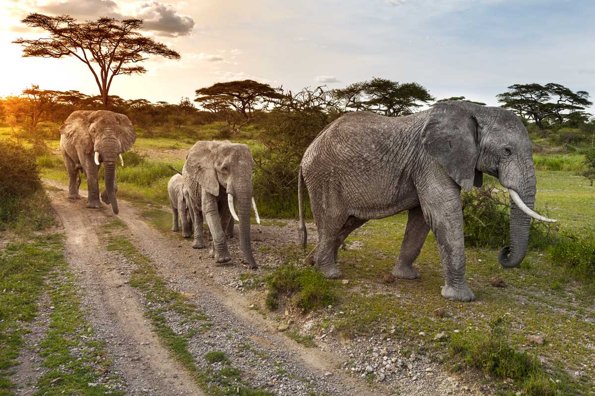 Killing the last big tuskers for ‘sport’ - Good Governance Africa